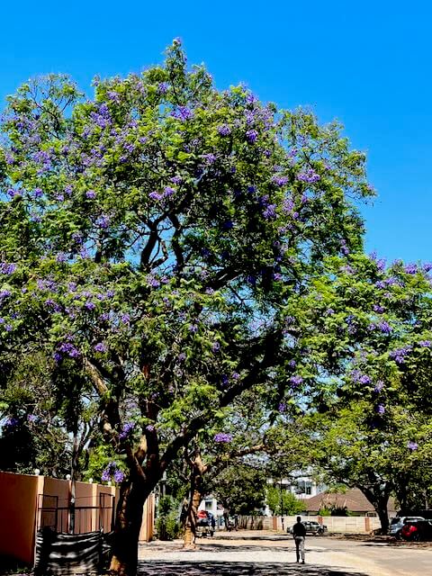 Visiting Harare - Wandering North